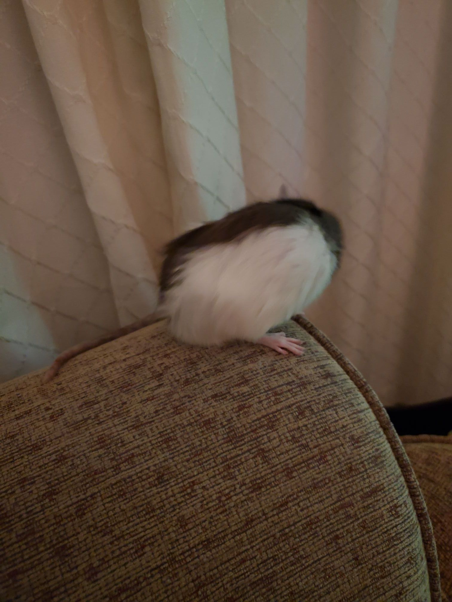 Twist sadly the drummer rat - O2 Community